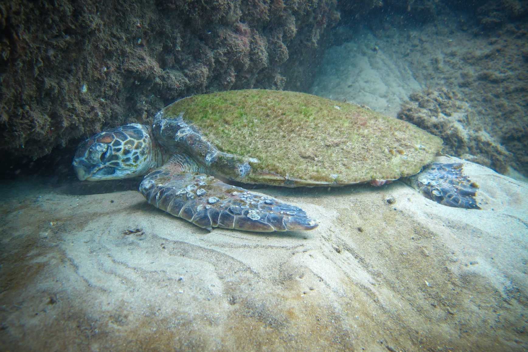Turtley sick moves: rescuing weak sea turtles and the science aimed at ...