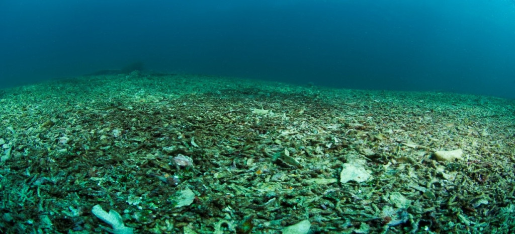 Marine conservation investment needs informed guidance: where do we ...